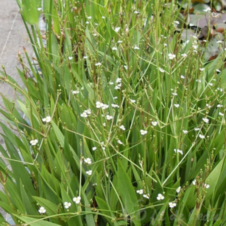Plantes De Berges 4245 Alisma Lanceolata 3602500110561 | O Fil de l'eau