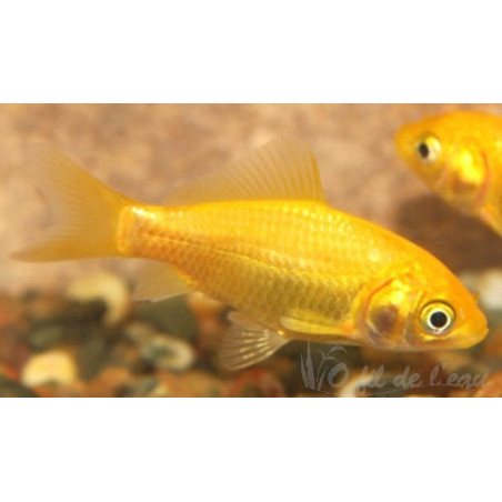 Poissons Rouges Shubukin Comete Jaune Ide Melanote Carpe Amour Tamasaba ...
