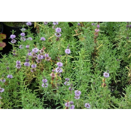 Plantes De Berges 1795 Preslia Cervina 3602500111681 | O Fil de l'eau